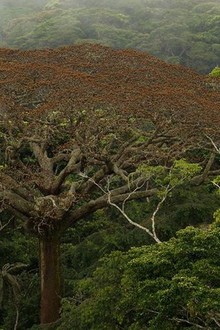 once upon a picture rainforest