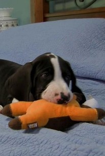 Too Cute!: Season 2, Episode 13 | Rotten Tomatoes