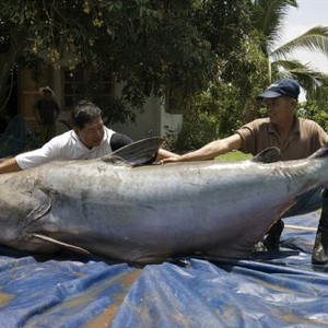 MonsterQuest - Rotten Tomatoes