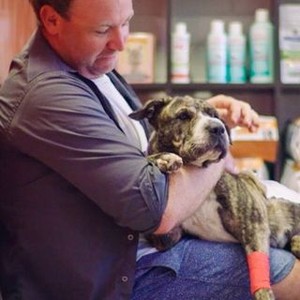 Desert Vet - Rotten Tomatoes