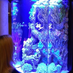 Fish Tank Kings: Season 1, Episode 6 - Rotten Tomatoes