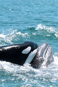 The Blue Planet: Season 1, Episode 5 | Rotten Tomatoes