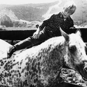 Christopher Shea - Rotten Tomatoes