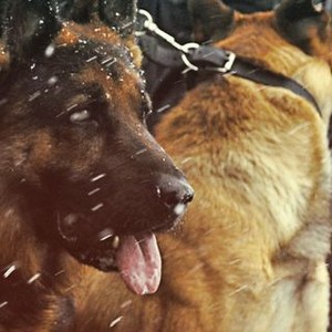 K-9 Border Wars - Rotten Tomatoes