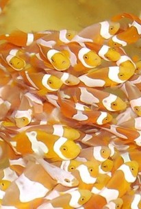 Fish Tank Kings: Season 1, Episode 6 | Rotten Tomatoes