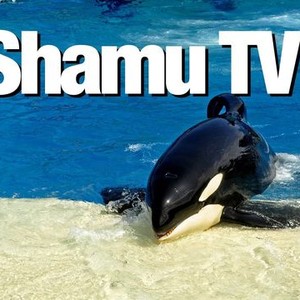 Shamu TV - Rotten Tomatoes