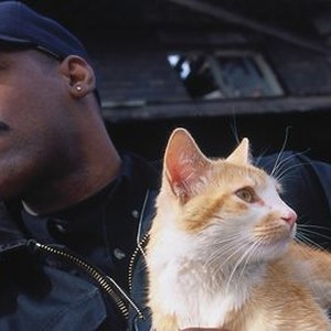 Animal Cops - Rotten Tomatoes