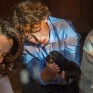 Shepherd: The Story of a Jewish Dog - Rotten Tomatoes