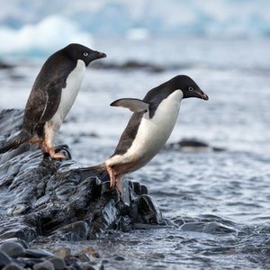 Penguins - Rotten Tomatoes