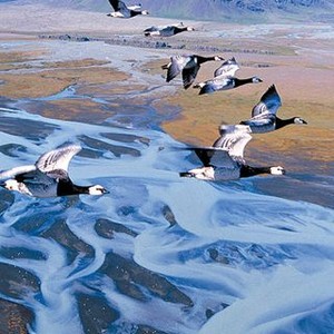 Winged Migration - Rotten Tomatoes