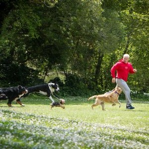 Unleashed - Rotten Tomatoes