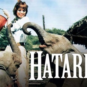 Hatari! - Rotten Tomatoes