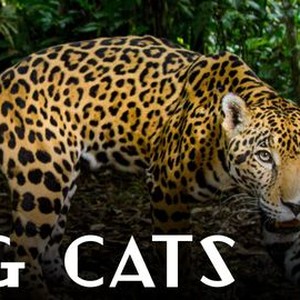 Big Cats - Rotten Tomatoes