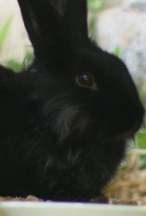 Animal Cops: Detroit: Season 20, Episode 1 | Rotten Tomatoes