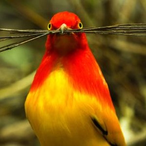 Dancing with the Birds - Rotten Tomatoes