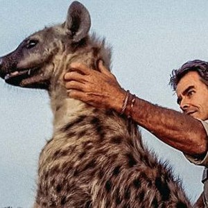 Man, Cheetah, Wild - Rotten Tomatoes