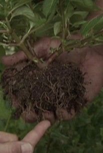 Garden Smart: Season 17, Episode 35 - Rotten Tomatoes