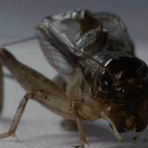 The Beast Within - Rotten Tomatoes