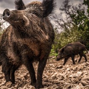 Boss Hog - Rotten Tomatoes