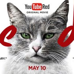 Kedi - Rotten Tomatoes