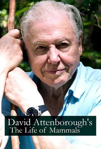 David Attenborough's The Life of Mammals - Rotten Tomatoes