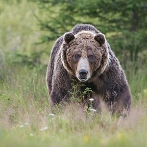 Animal Showdown - Rotten Tomatoes