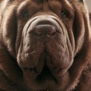 My Big Fat Pet Makeover: Season 1, Episode 6 - Rotten Tomatoes