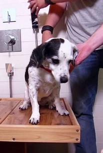 Bath Crashers: Season 8, Episode 12 | Rotten Tomatoes