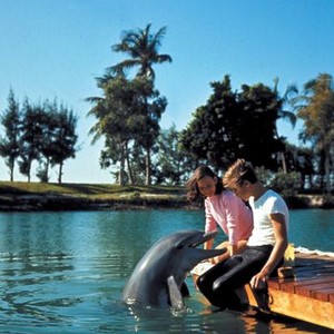 Flipper's New Adventure - Rotten Tomatoes