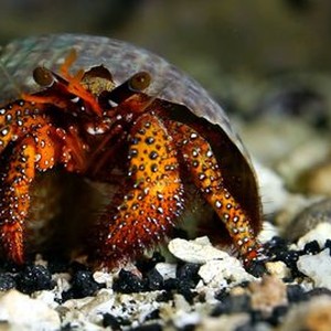 Secret Life of Predators - Rotten Tomatoes