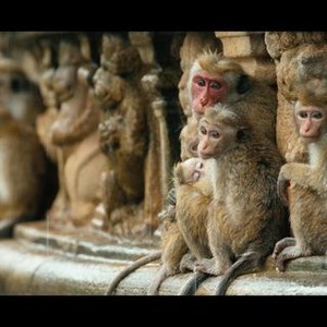 Monkey Kingdom - Rotten Tomatoes