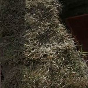 Cold Moon - Rotten Tomatoes