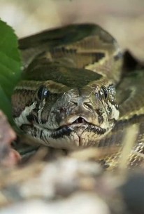 Swamp Wars: Season 2, Episode 3 | Rotten Tomatoes