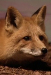 Zoboomafoo: Season 1, Episode 4 | Rotten Tomatoes