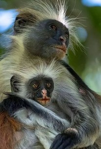 Evolution Earth: Season 1, Episode 2 | Rotten Tomatoes