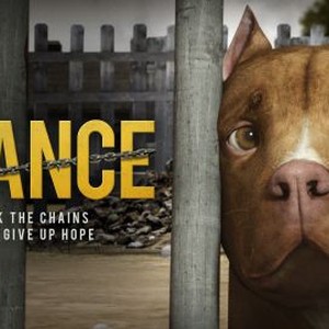 Chance - Rotten Tomatoes