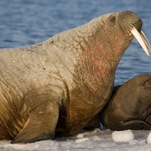 Arctic Tale - Rotten Tomatoes