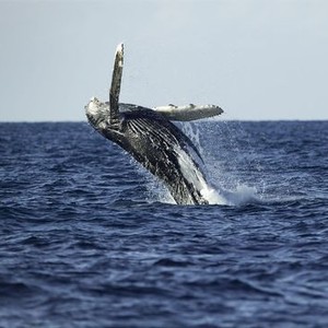 Secrets of the Whales - Rotten Tomatoes