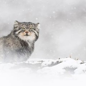 The Velvet Queen - Rotten Tomatoes