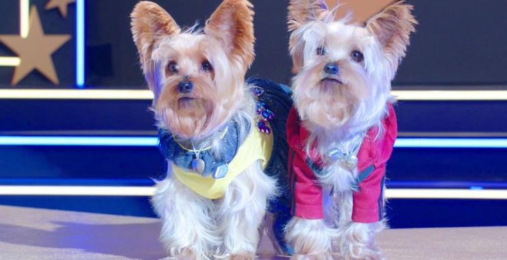 Pup Star: Better 2Gether - Rotten Tomatoes