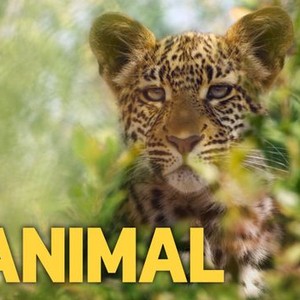 Animal: Season 2, Episode 3 - Rotten Tomatoes