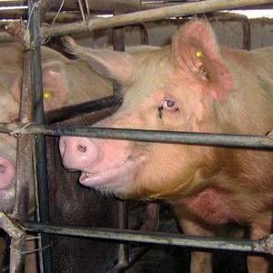 Death on a Factory Farm - Rotten Tomatoes