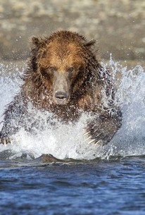 Planet Earth: The Hunt: Season 1, Episode 6 | Rotten Tomatoes