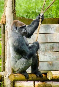 The Zoo: Season 1, Episode 12 | Rotten Tomatoes