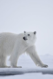 Our Planet: Season 1, Episode 2 | Rotten Tomatoes