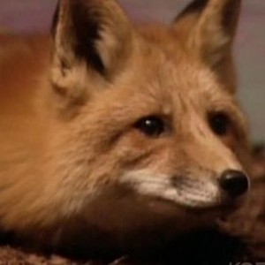 Zoboomafoo: Season 1, Episode 4 - Rotten Tomatoes