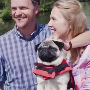 Patrick the Pug - Rotten Tomatoes