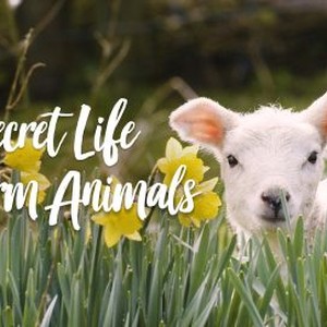 Secret Life of Farm Animals - Rotten Tomatoes