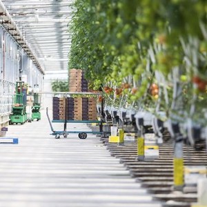 Food Factory - Rotten Tomatoes