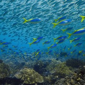 Breaking Boundaries: The Science Of Our Planet - Rotten Tomatoes